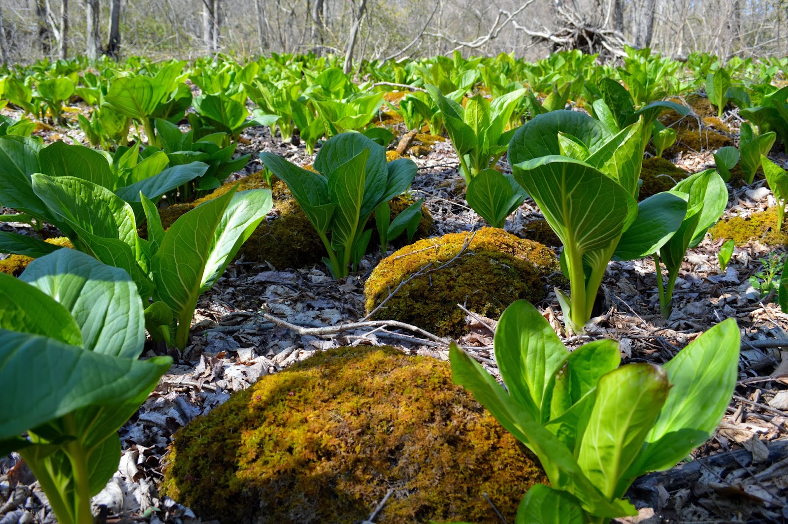 Nature of New York: Spring Ephemeral Wildflowers of Dutchess and Putnam ...