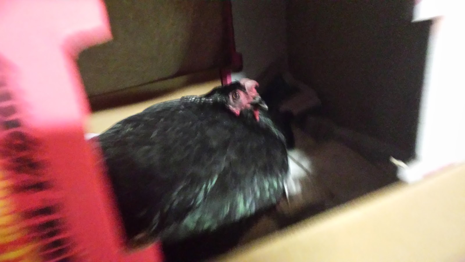 Where to put a sick or injured chicken...