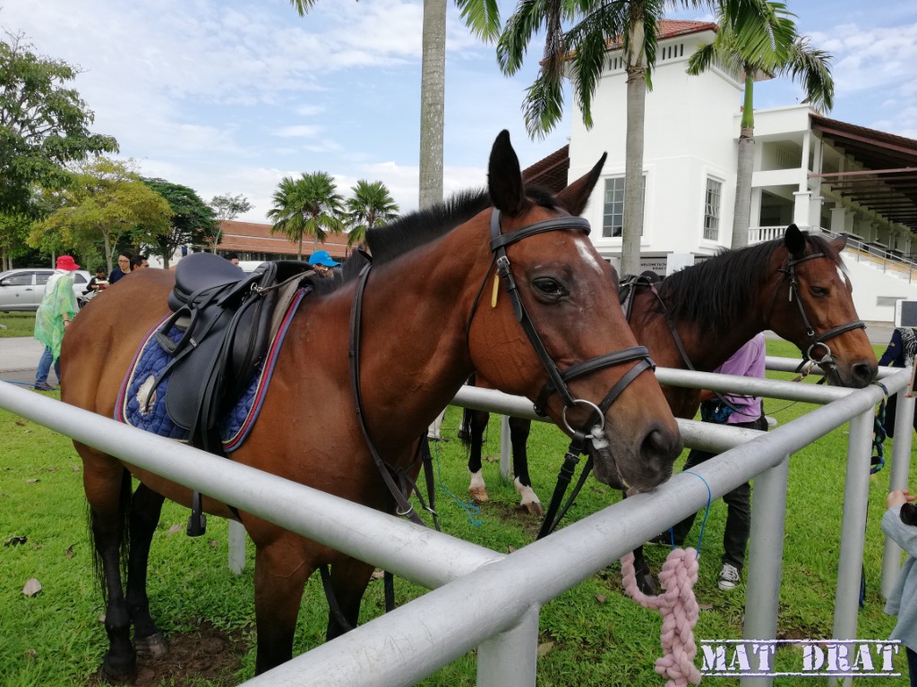 MAT DRAT: Taman Ekuestrian Putrajaya - Jom Menunggang Kuda
