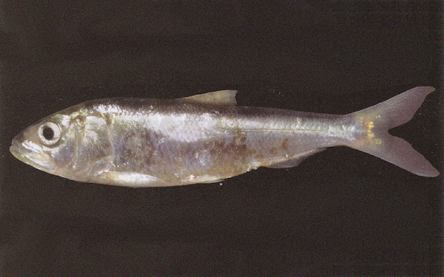 ΨΑΡΙΑ ΛΙΜΝΩΝ