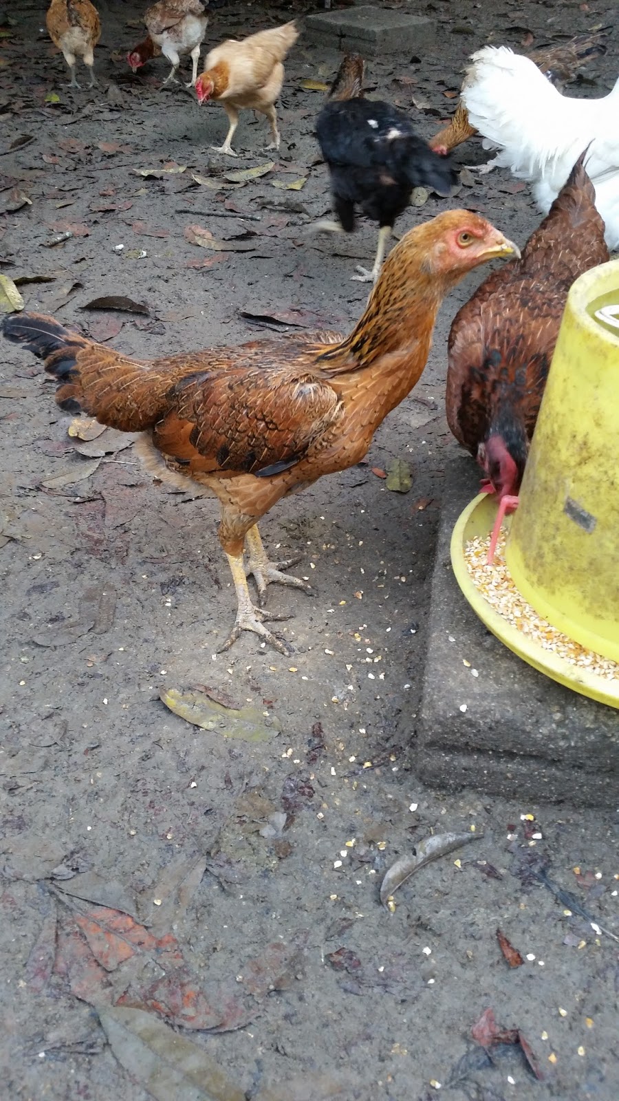 Warisan Petani: Telur Ayam Kampung