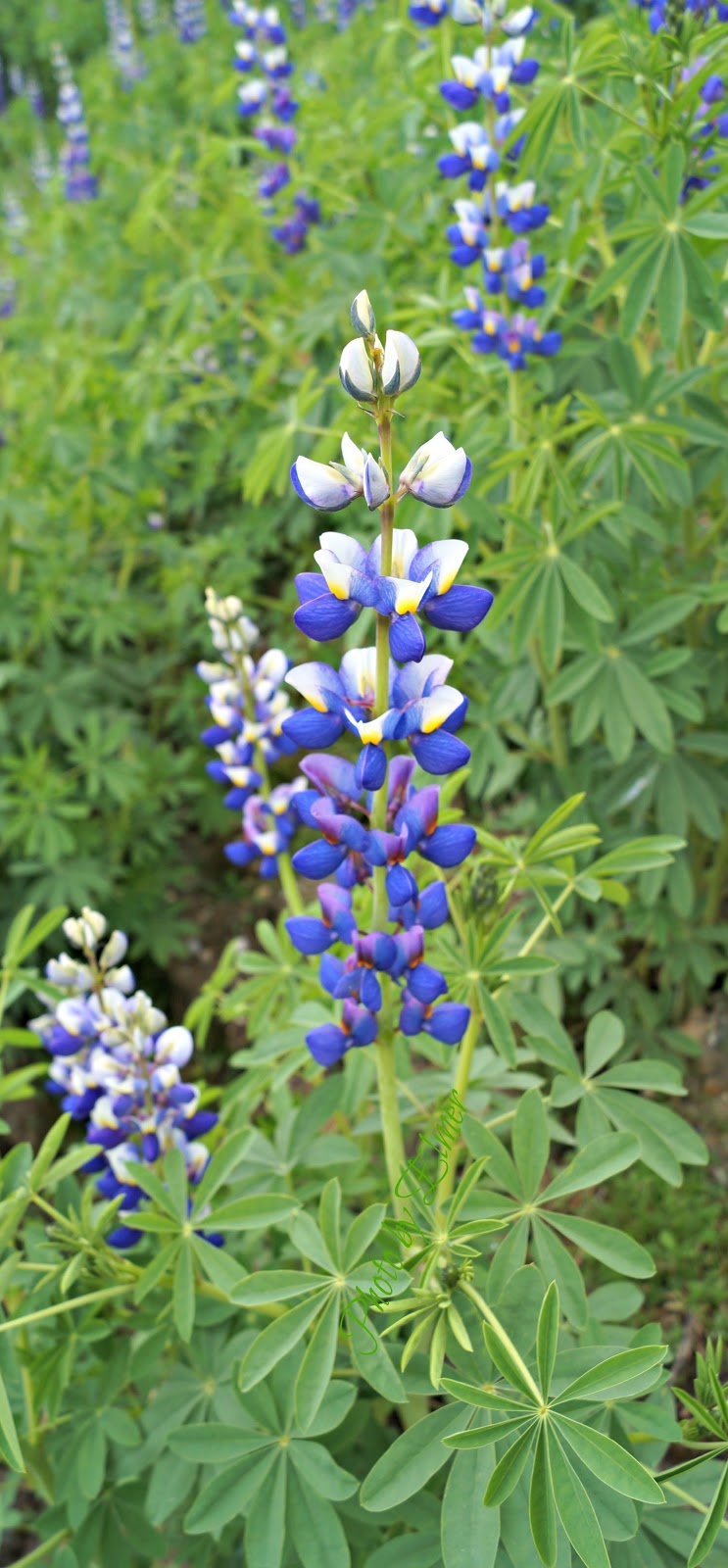 HUÁNUCO FOTOS: Planta de chocho