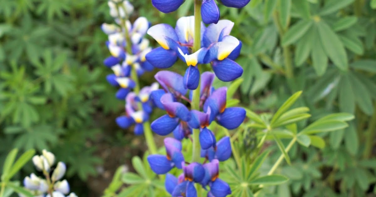 HUÁNUCO FOTOS: Planta de chocho