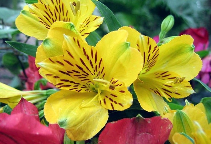 Flowering Petals: Alstroemeria