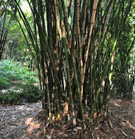 Gigantochloa manggong | Indonesian Forest