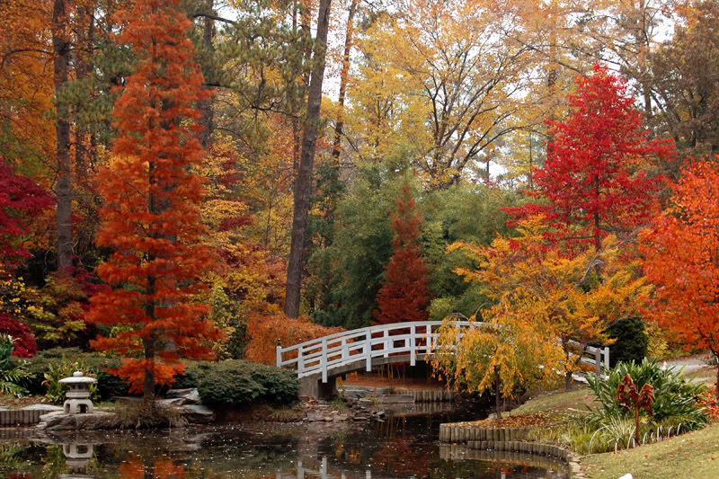 Get Images: Beautiful Wooden Bridges Under Nature