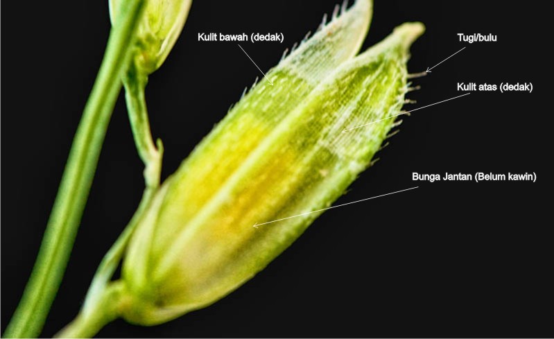 17+ Gambar Bunga Padi Jantan Dan Betina - Gambar Bunga Indah