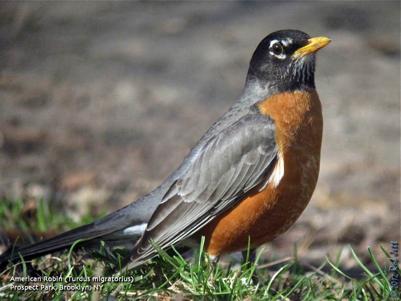 The City Birder: Friday's Foto