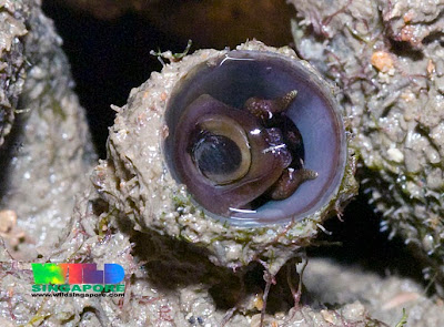 Real Monstrosities: Worm Snail