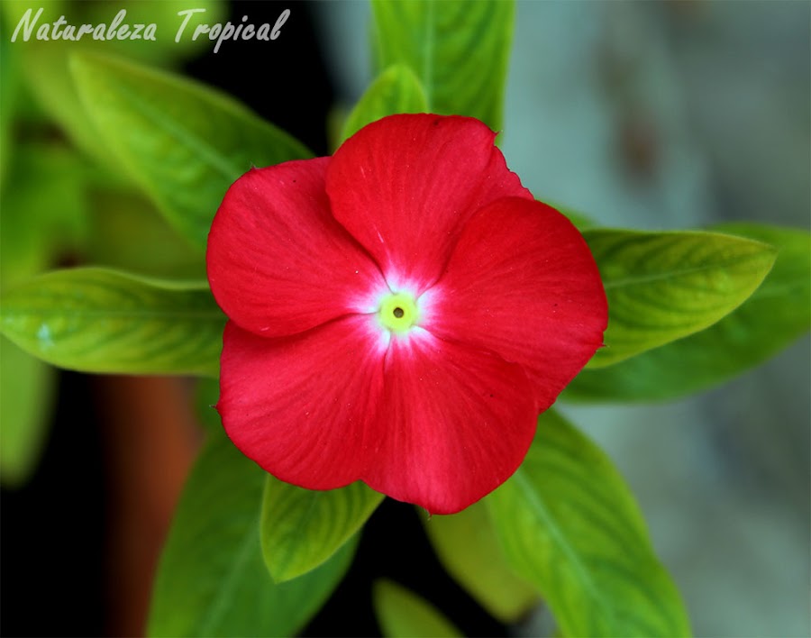 5 razones para cultivar Vicarias, Vinca rosea o Catharanthus roseus ...