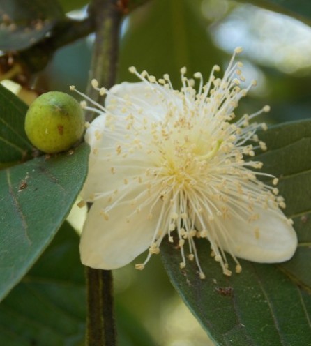 DIÁRIO COM A NATUREZA: 14 DE JUNHO - GOIABEIRA - GOIABA - FRUTA - FLOR ...
