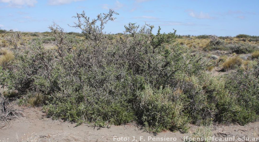Argentina nativa: Molle (Schinus johnstoni)