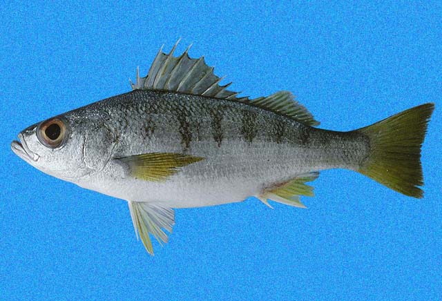 Artes de Pesca: ACTINOPTERYGII