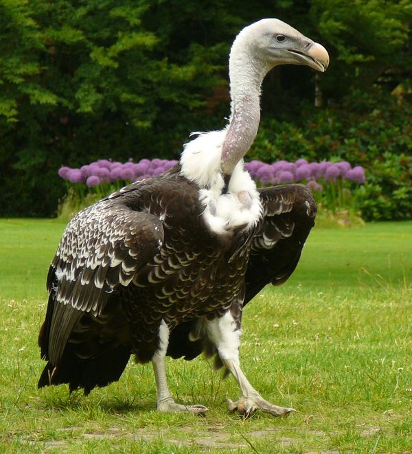 Faszination Geier: 5 Zoos in 4 Tagen - Geier-Flugshow