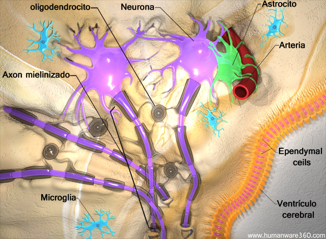 Hablando de aprendizaje: El desarrollo cerebral, neurogénesis ...