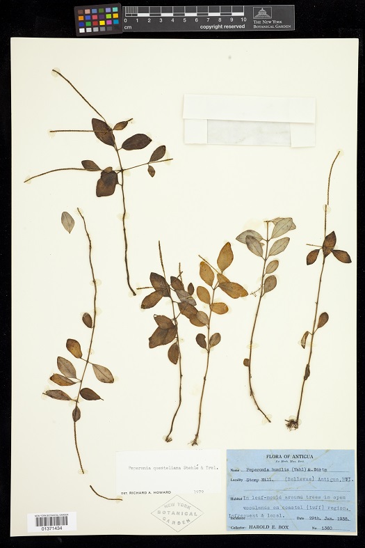 Flora de Puerto Rico Ilustrada Papo Vives: PIPERACEAE PEPEROMIA HUMILIS ...