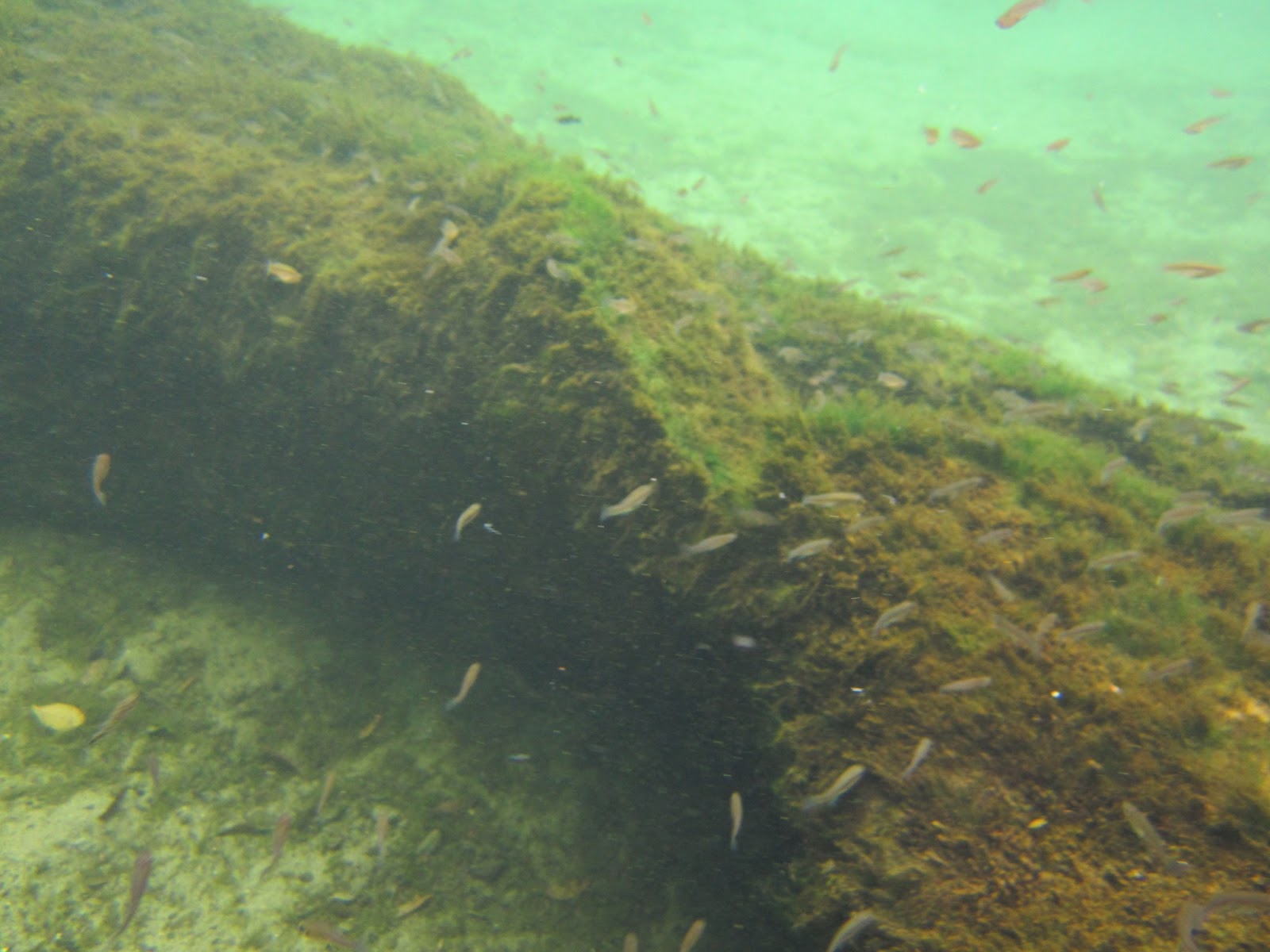 Dave's Yak Tales: Rock Springs Run, Wekiwa Springs State Park