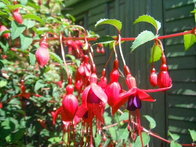 Ann Hyde : Fuchsia in the garden