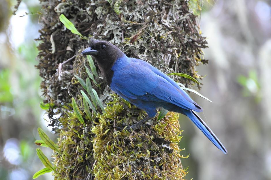 Argentina nativa: Urraca azul (Cyanocorax coeruleus)
