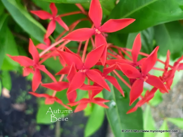 My Tropical Plants Finder: Ixora Javanica - Javan Ixora