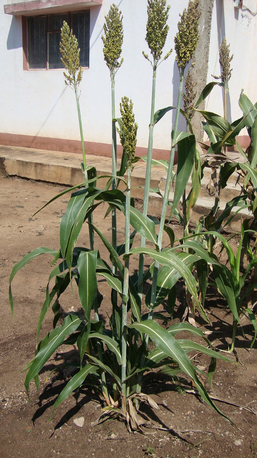 Curso de Agricultura Natural: POR QUE PLANTAR MILHO COMO SE FOSSE MAPIRA?