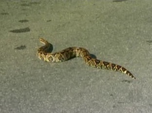 Cobra pára o trânsito da Rodovia Amaral Peixoto em Rio das Ostras | Rio ...