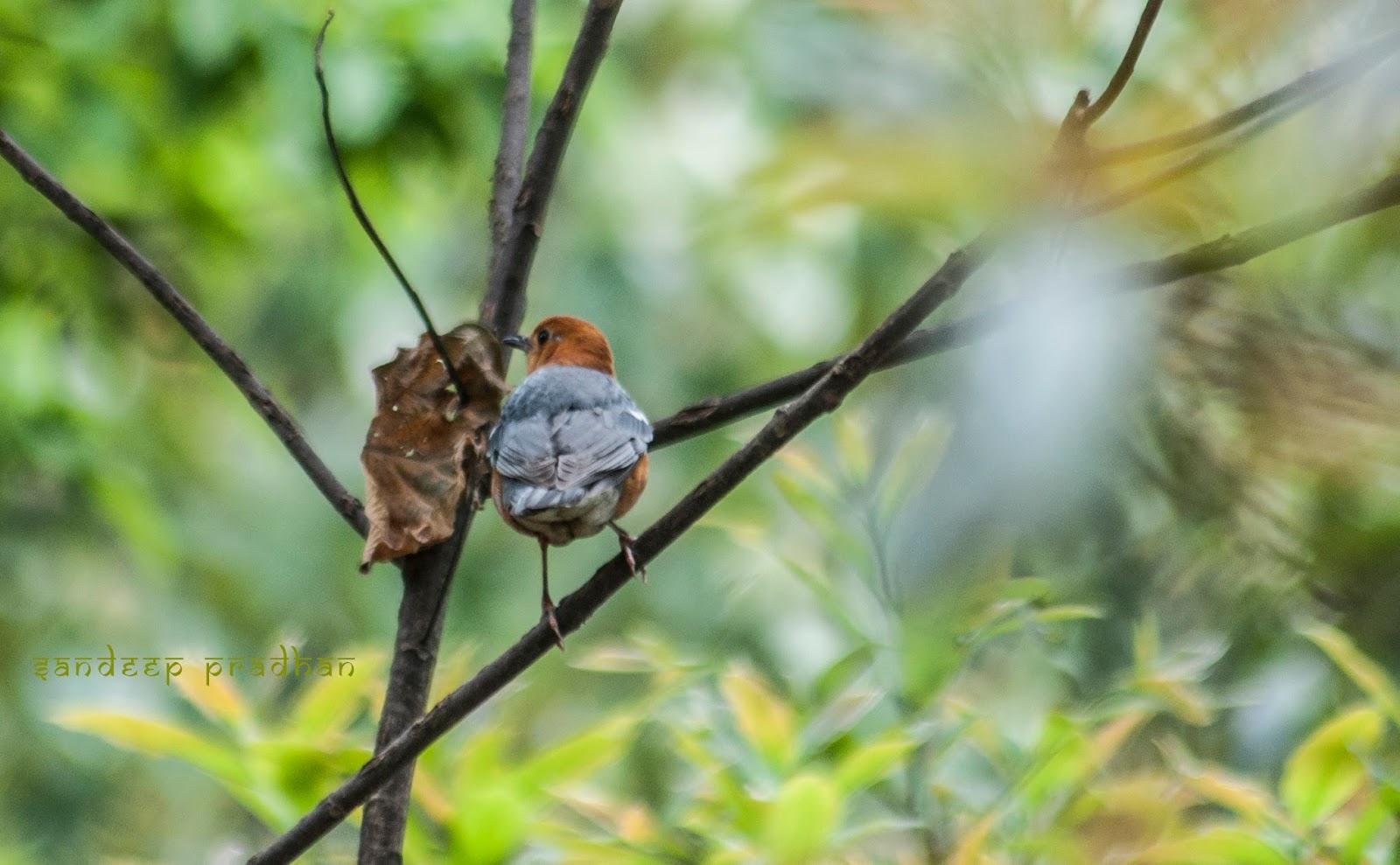 SHARING OPINION: BIRDS OF ARITAR & SIKKIM
