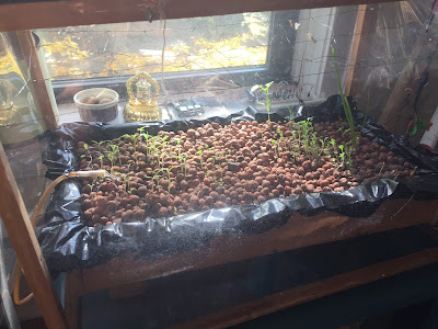 Raspberry Pi Powered Hydroponics: Raspberry Pi Powered Hydroponics ...