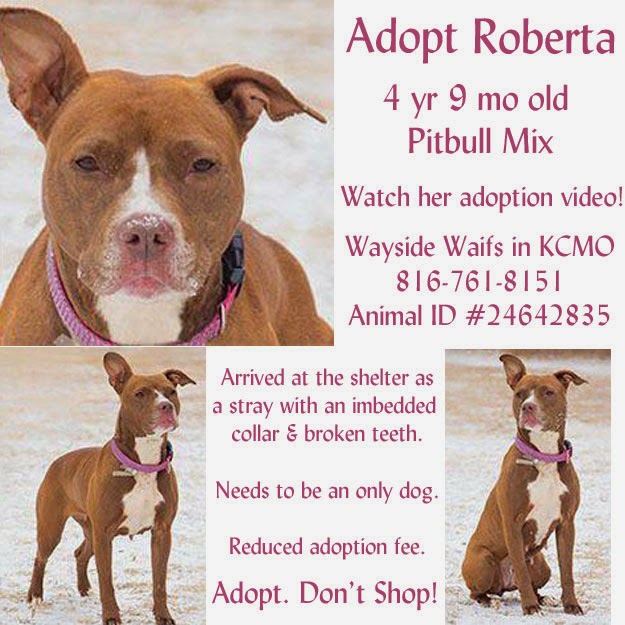 Talking Dogs at For Love of a Dog: Adopt Roberta a #Pitbull Mix ...