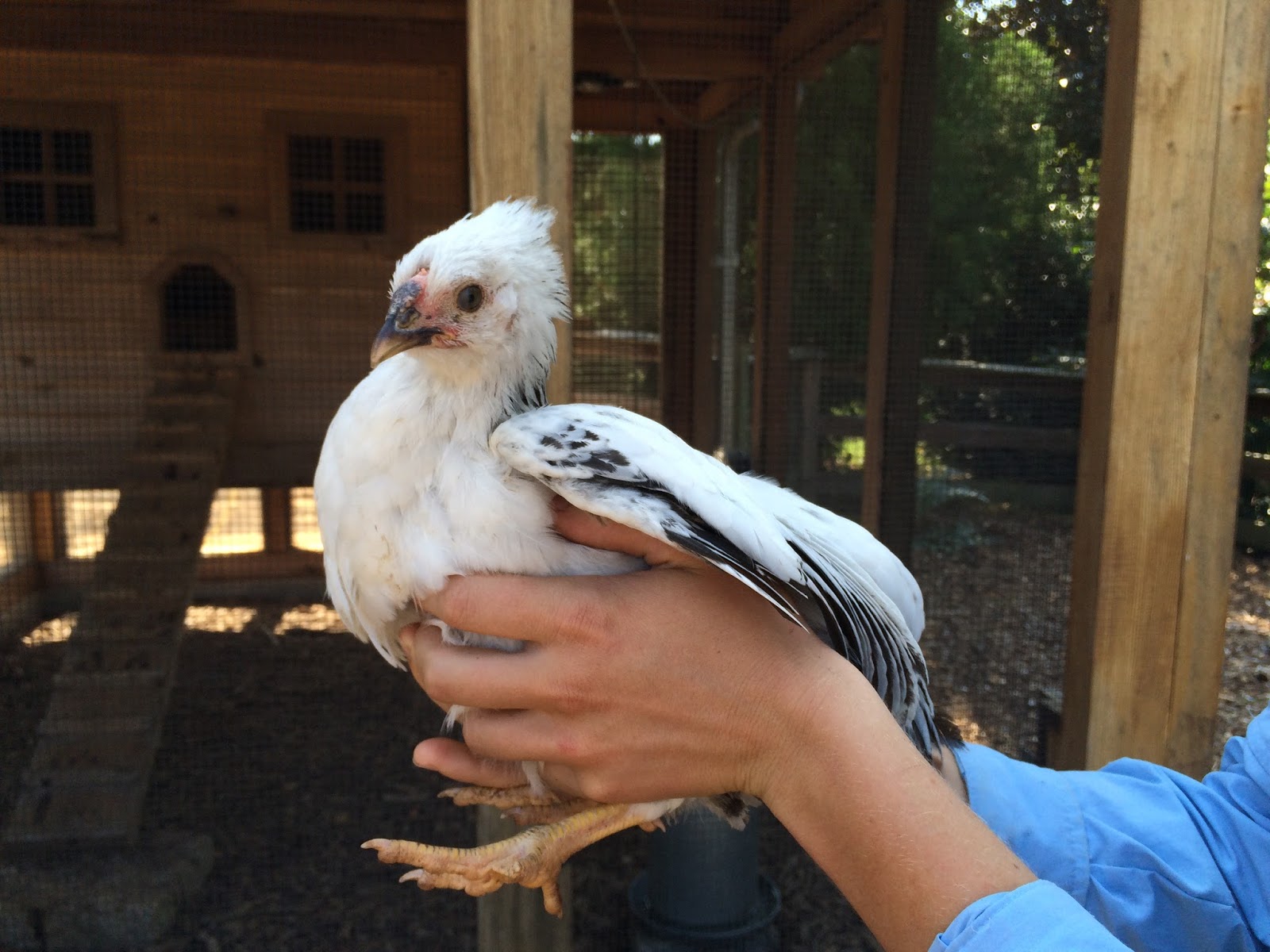 gardens@duke: Meet the Duke Gardens Chickens!