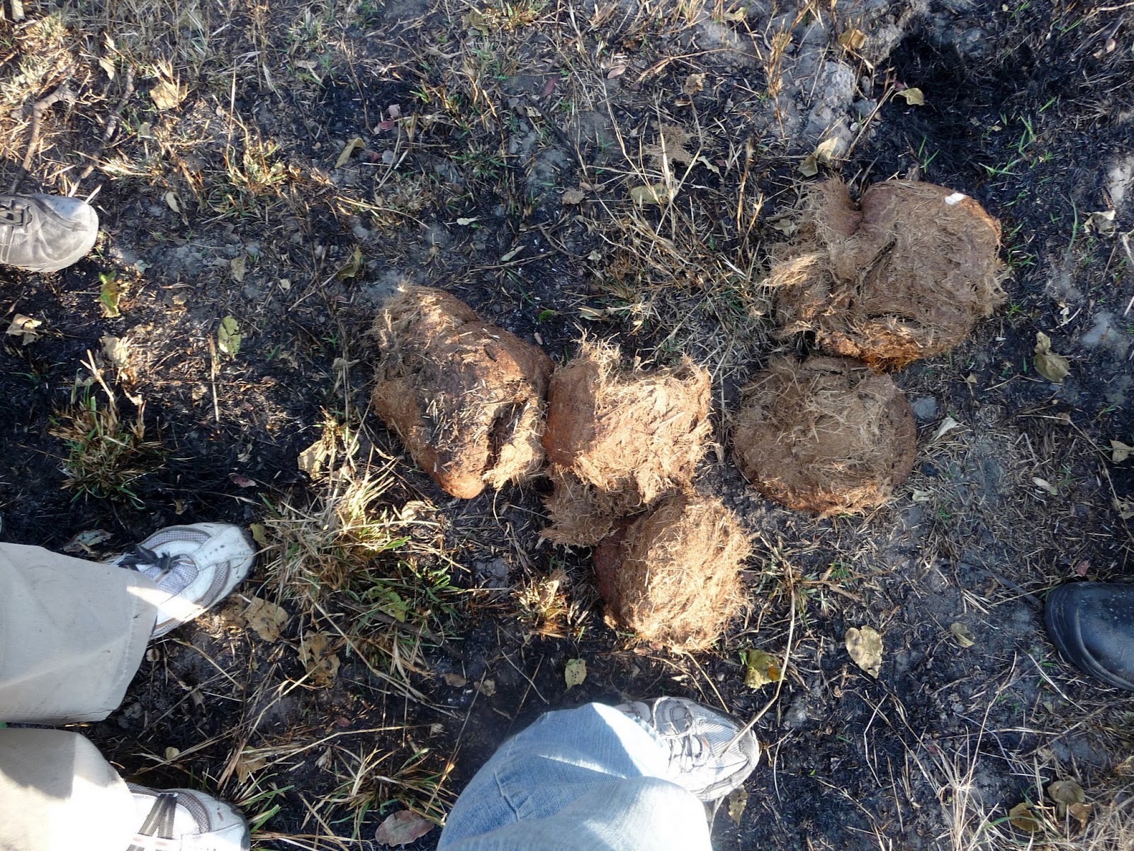 Jim And Connie in South Africa: The Scoop on Poop