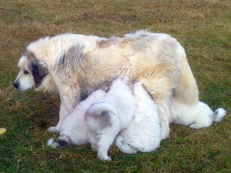 Rural Revolution: Puppy love