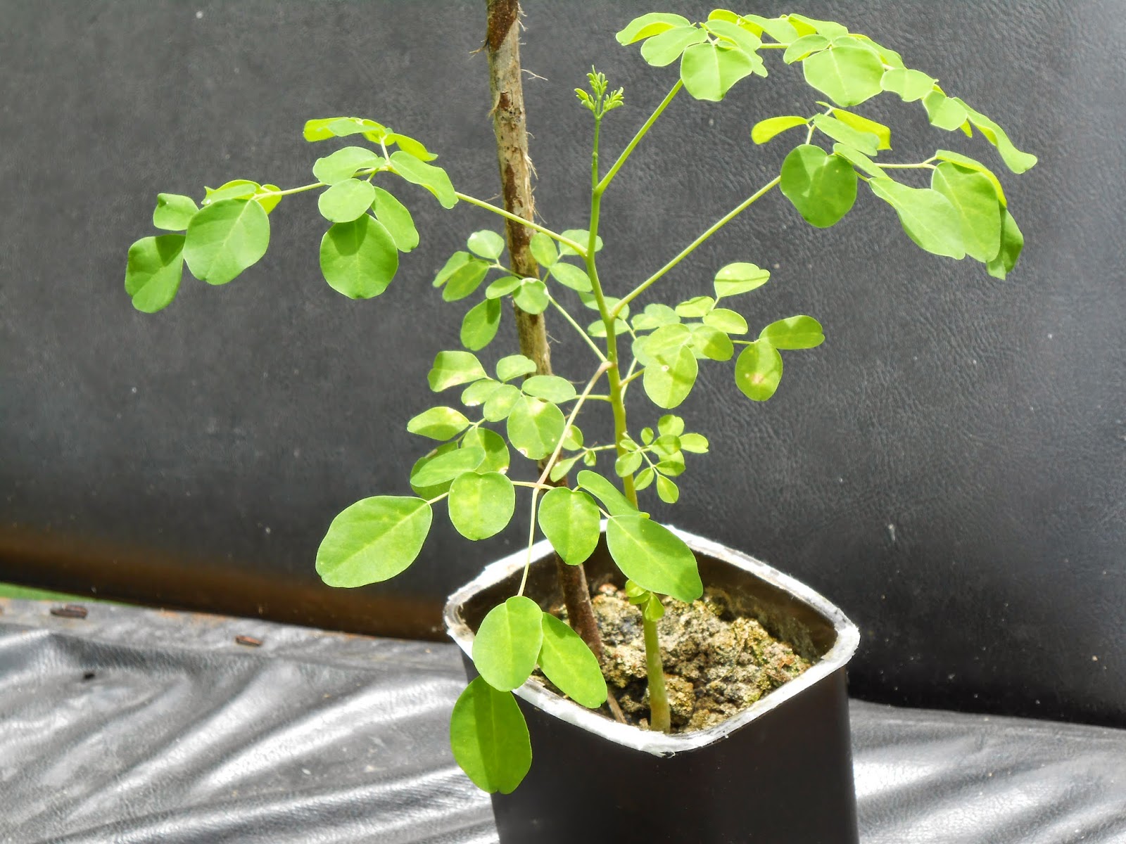 My Tropical Organic Garden: How to grow moringa oleifera from seed