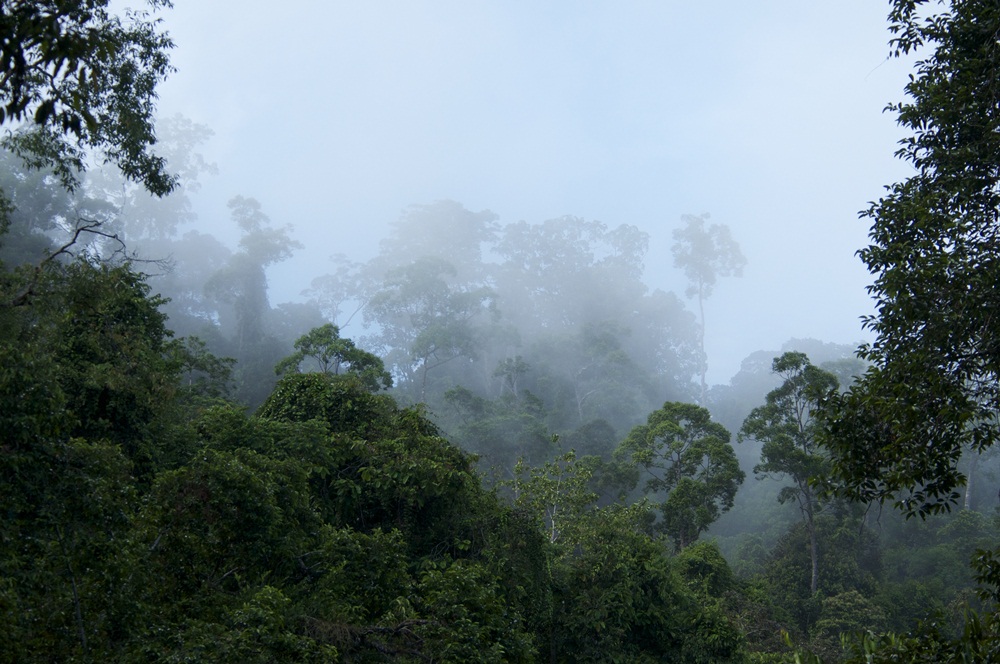 Nina`s Blog: Betung Kerihun National Park Of Kapuas Hulu Regency West ...