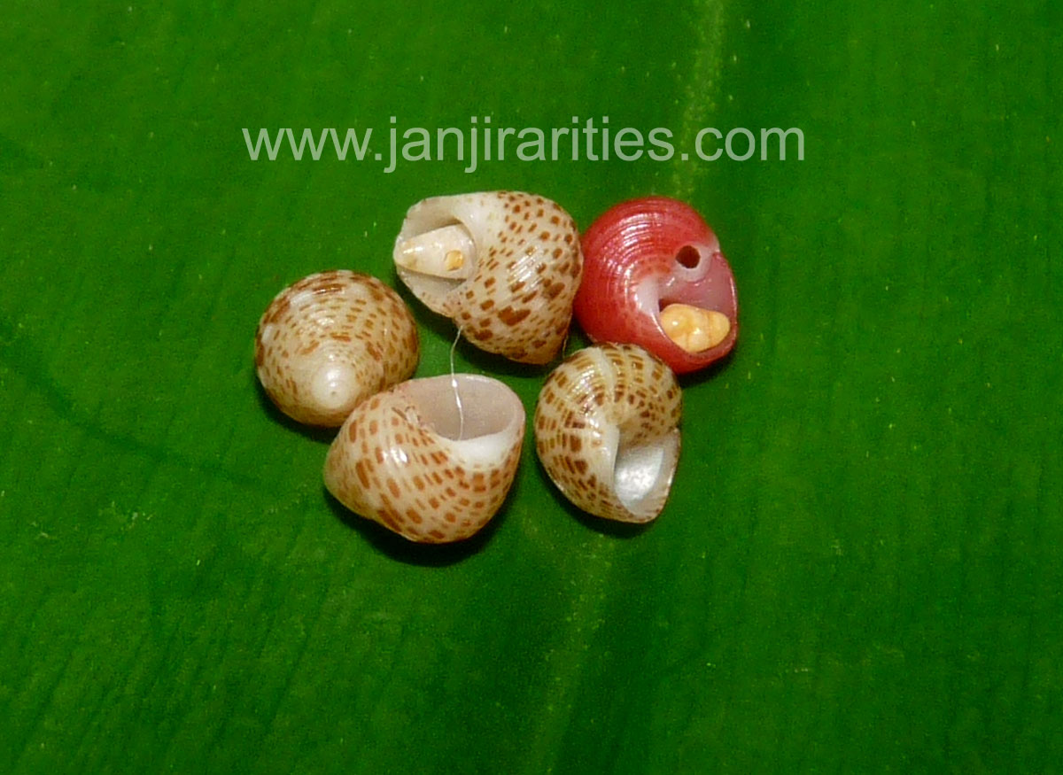 Kahelelani & Sunrise shell jewelry by.... Janjira: How to select a ...