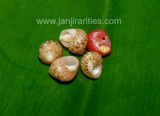 Kahelelani & Sunrise shell jewelry by.... Janjira: How to select a ...