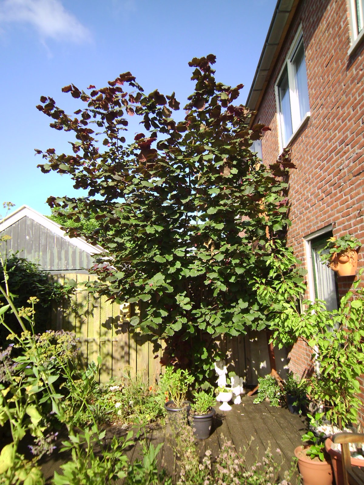 Het paradijsje van Jane: Plant #11: De hazelnoot (Corylus av. rode ...