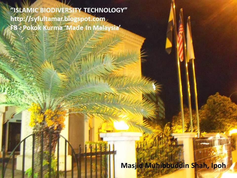 Syful Tamar: Pepohon Tamar Nan Berbuah :-)