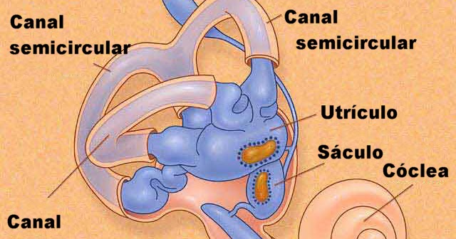 Fisiología Del Sistema Vestibular Periférico Saculo Y Utriculo