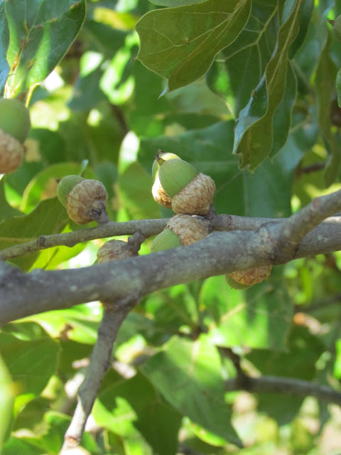 A Year With the Trees: Blackjack Oak - Quercus marilandica