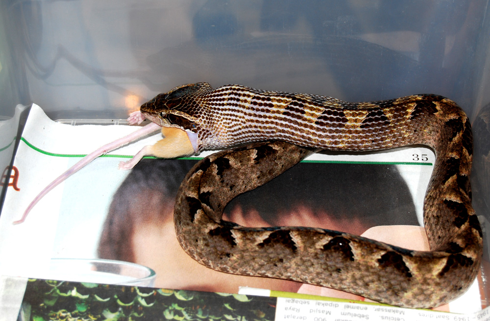 sadashivaserpentarium: Artikel ular indonesia: Ular tanah (calloselasma ...