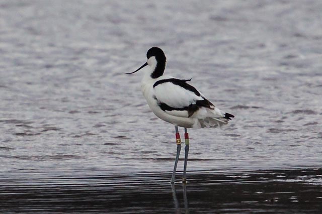 Welcome to North Lancs Ringing Group: Colour Ringed Avocet Returns