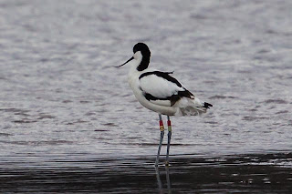 Welcome to North Lancs Ringing Group: Colour Ringed Avocet Returns