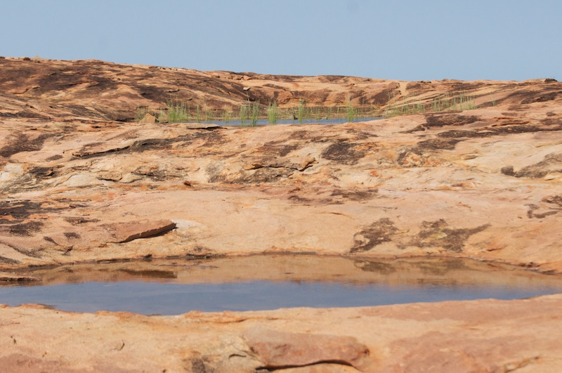 A Wandering Naturalist: Australia: The Camel Soak