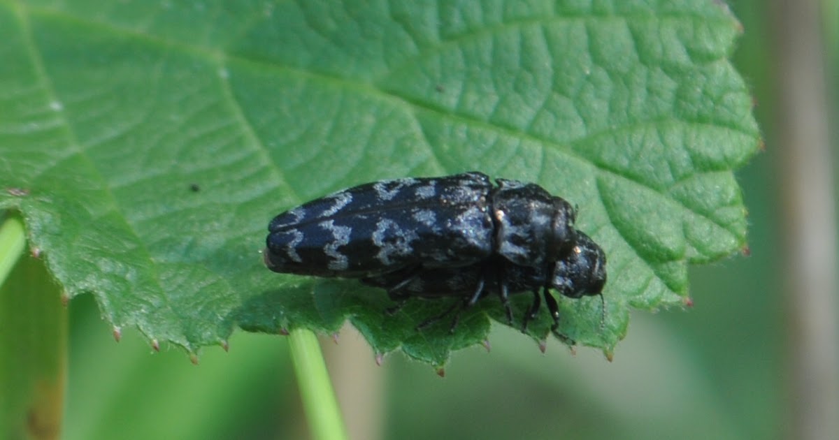 ZOOTOGRAFIANDO (6.100 ANIMALS): ESCARABAJO CULEBRILLA DEL CORCHO ...