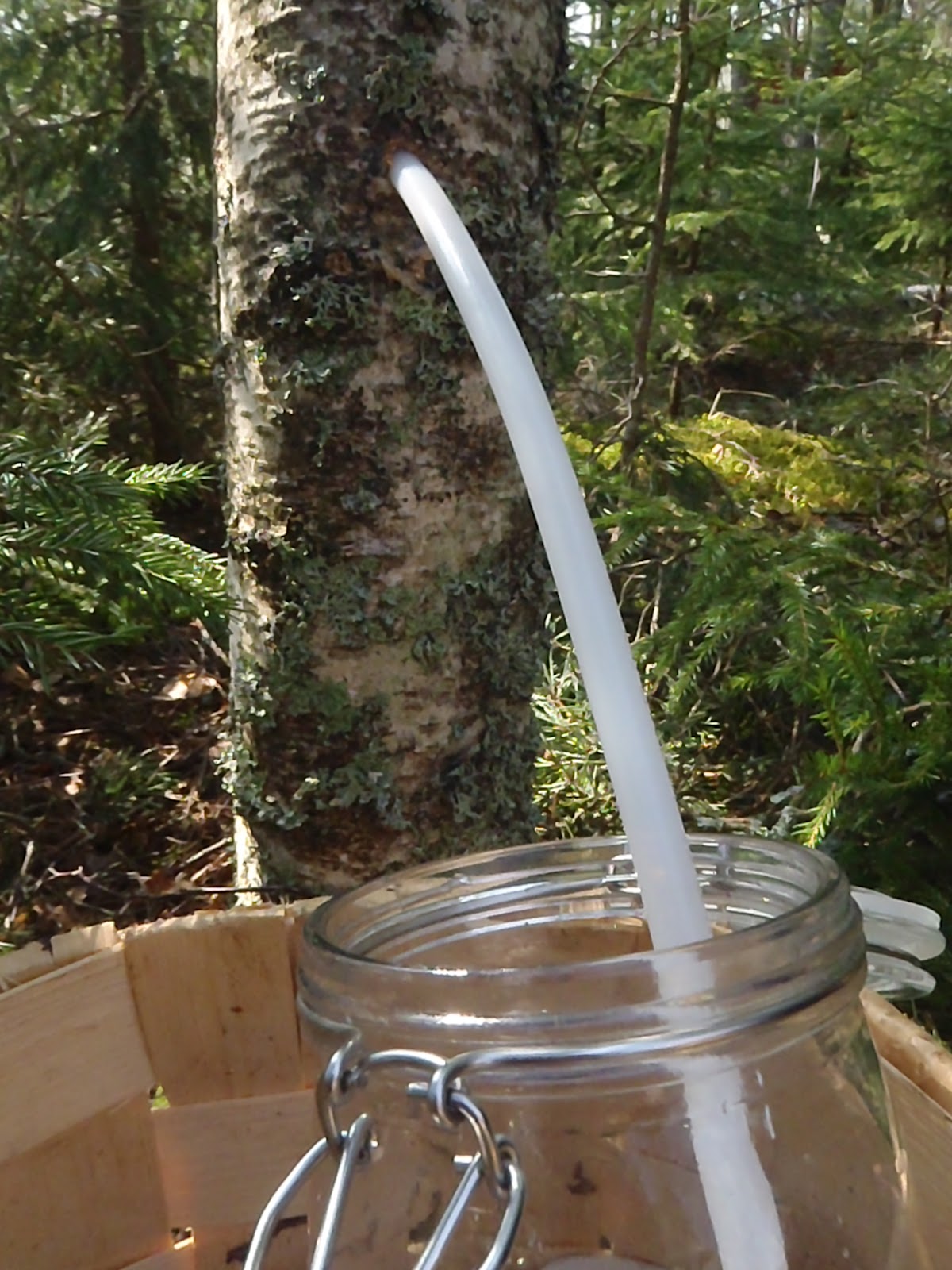 Kohti omavaraistaloutta: Koivunmahlan keruuta