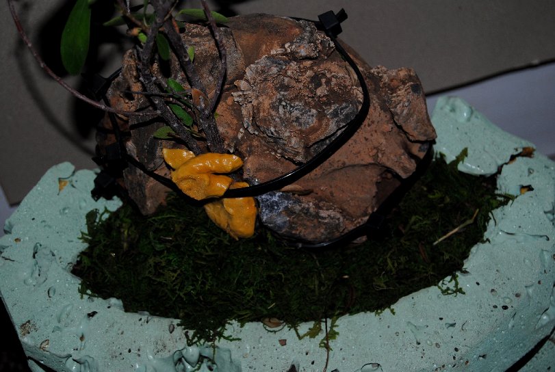 LENNARD'S BONSAI BEGINNINGS.: Experimental root over rock/root clinging ...