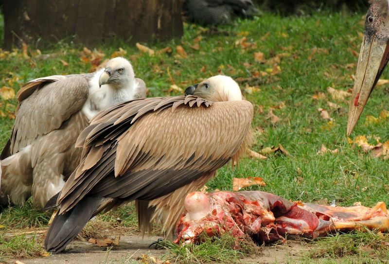 Fascinated by Vultures: 174 days old Eurasian Griffon Vulture fledgling