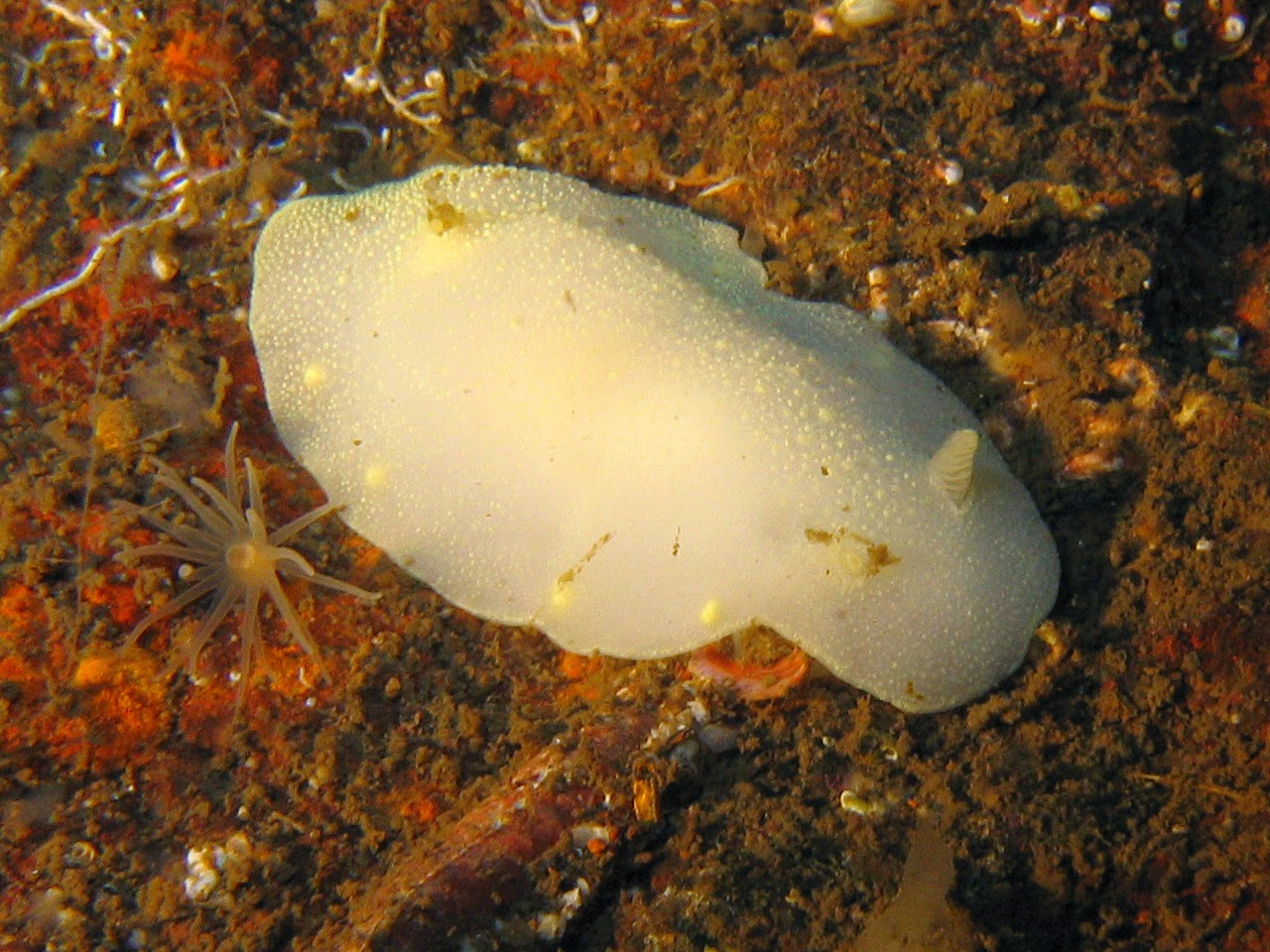 Species of UK: Week 47: Sea Slugs ('Nudibranch')