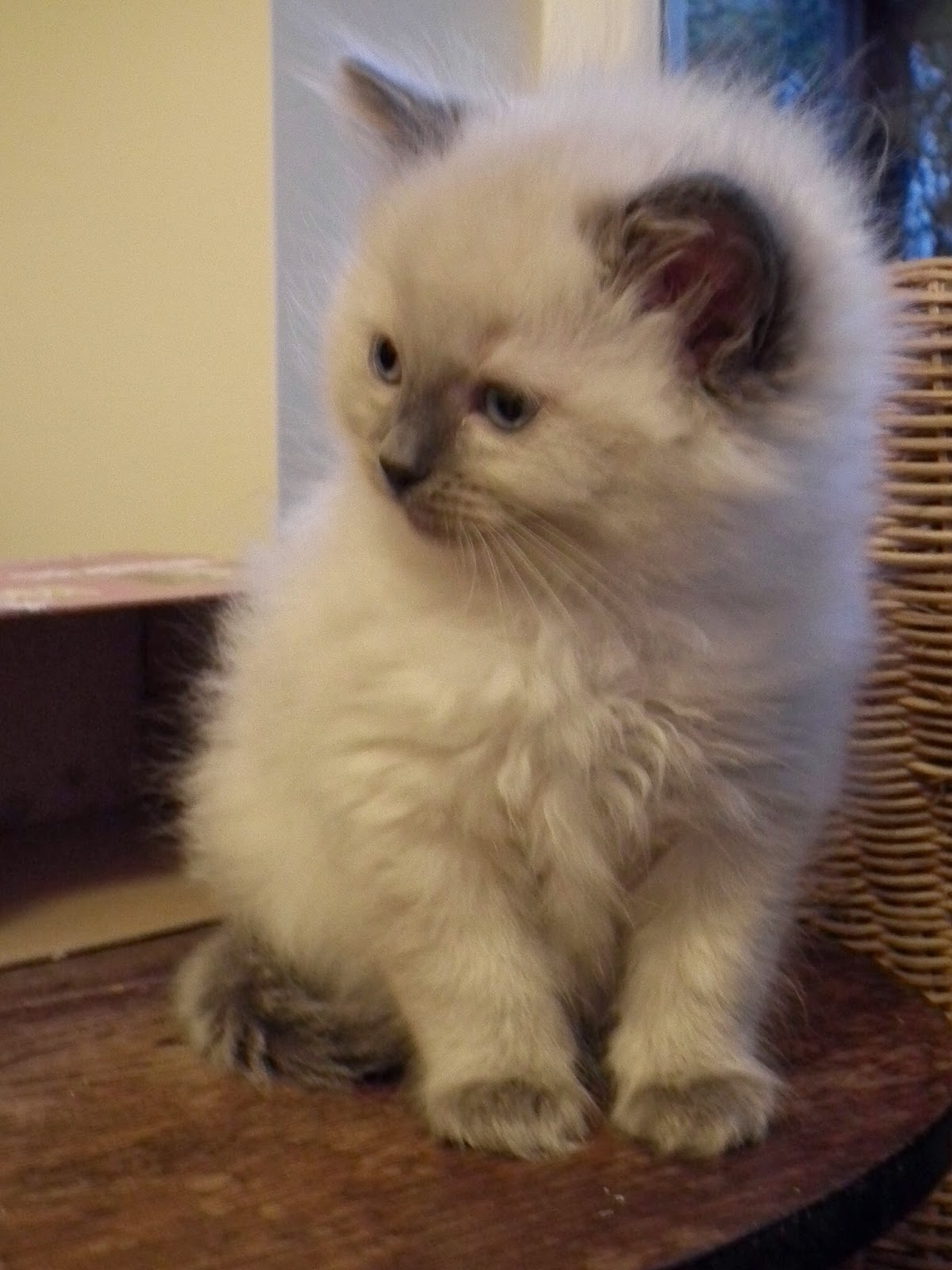Tz Katz Ragdoll Cats and Kittens: They are growing into fluffy bundles ...